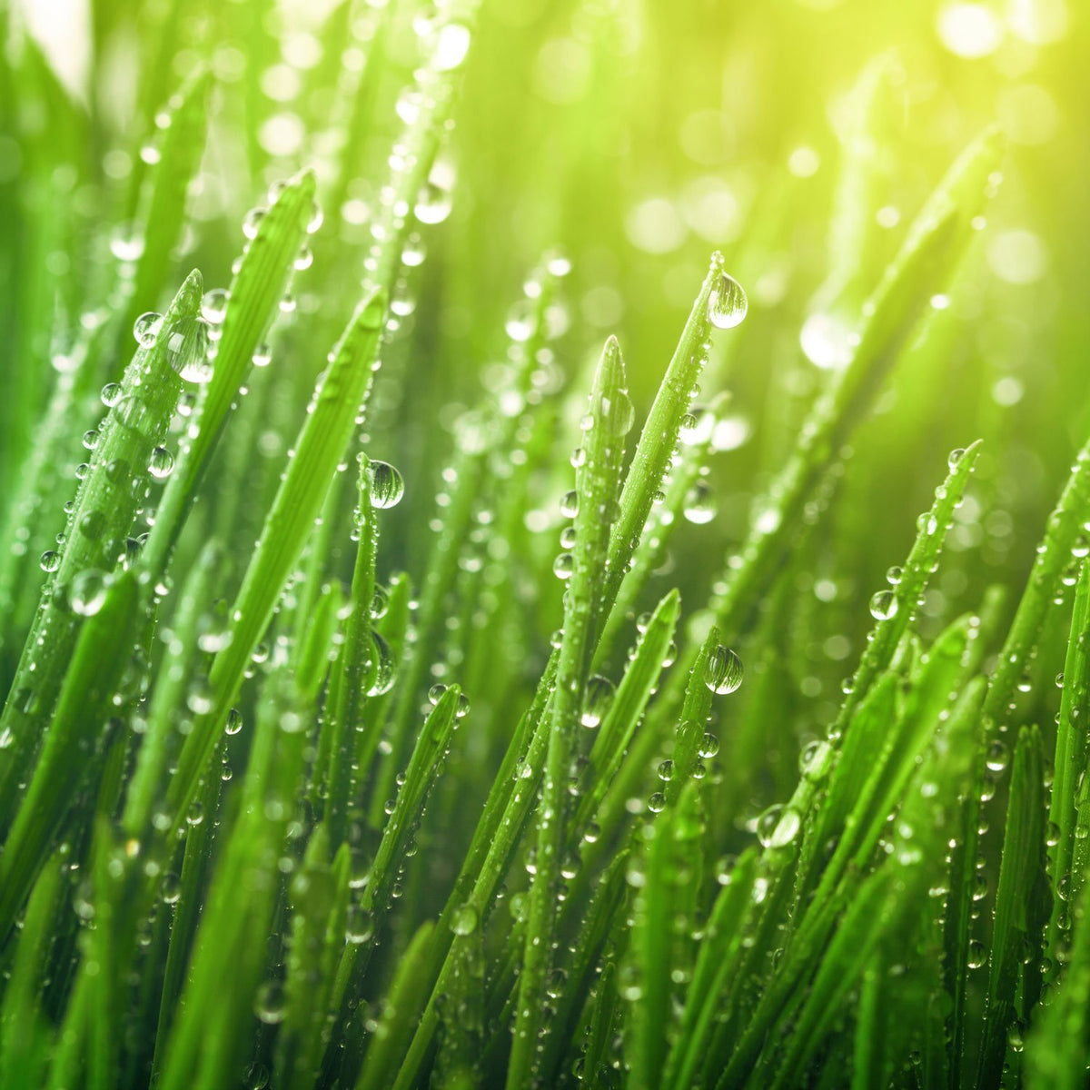 Freshly Cut Grass Fragrance Oil – Your Crafts